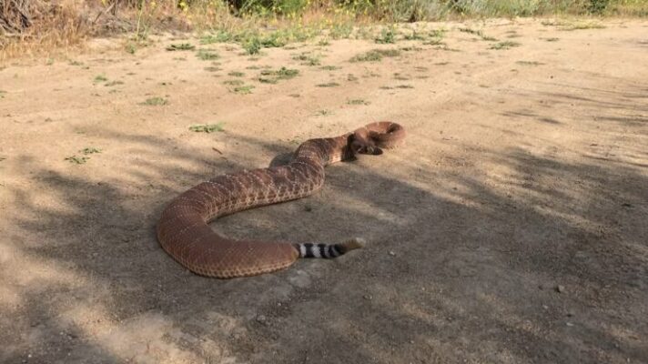 Southern California - Surviving Rattlesnake Season: Ensuring Yours and ...