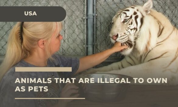 25 Amazing Animals that Are Illegal to Own as Pets in The US: Forbidden ...