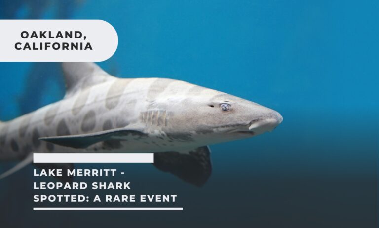 Lake Merritt - Leopard Shark Spotted: A Rare Event
