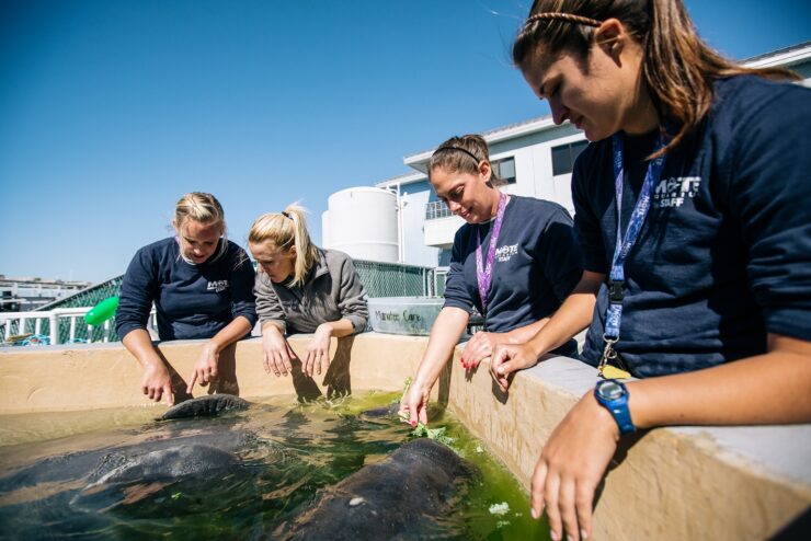 Tampa Saying Goodbye to a Beloved Friend: Mote Manatee Hugh Passes Away