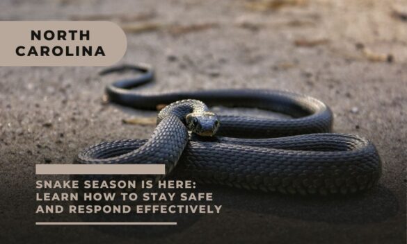 North Carolina - Snake Season is Here: Learn How to Stay Safe and ...