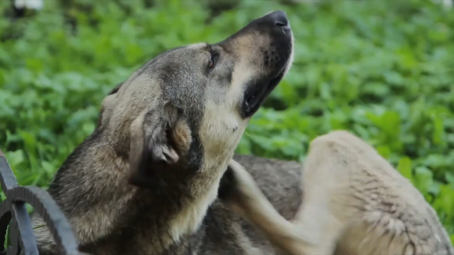 Why Is My Dog’s Skin Pink? Unveiling the Mystery