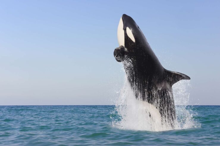 20 Smartest Animals in the World - Which One Has Highest IQ?