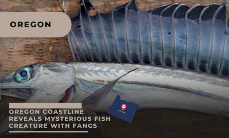 Oregon Coastline Reveals Mysterious Fish Creature with Fangs ...