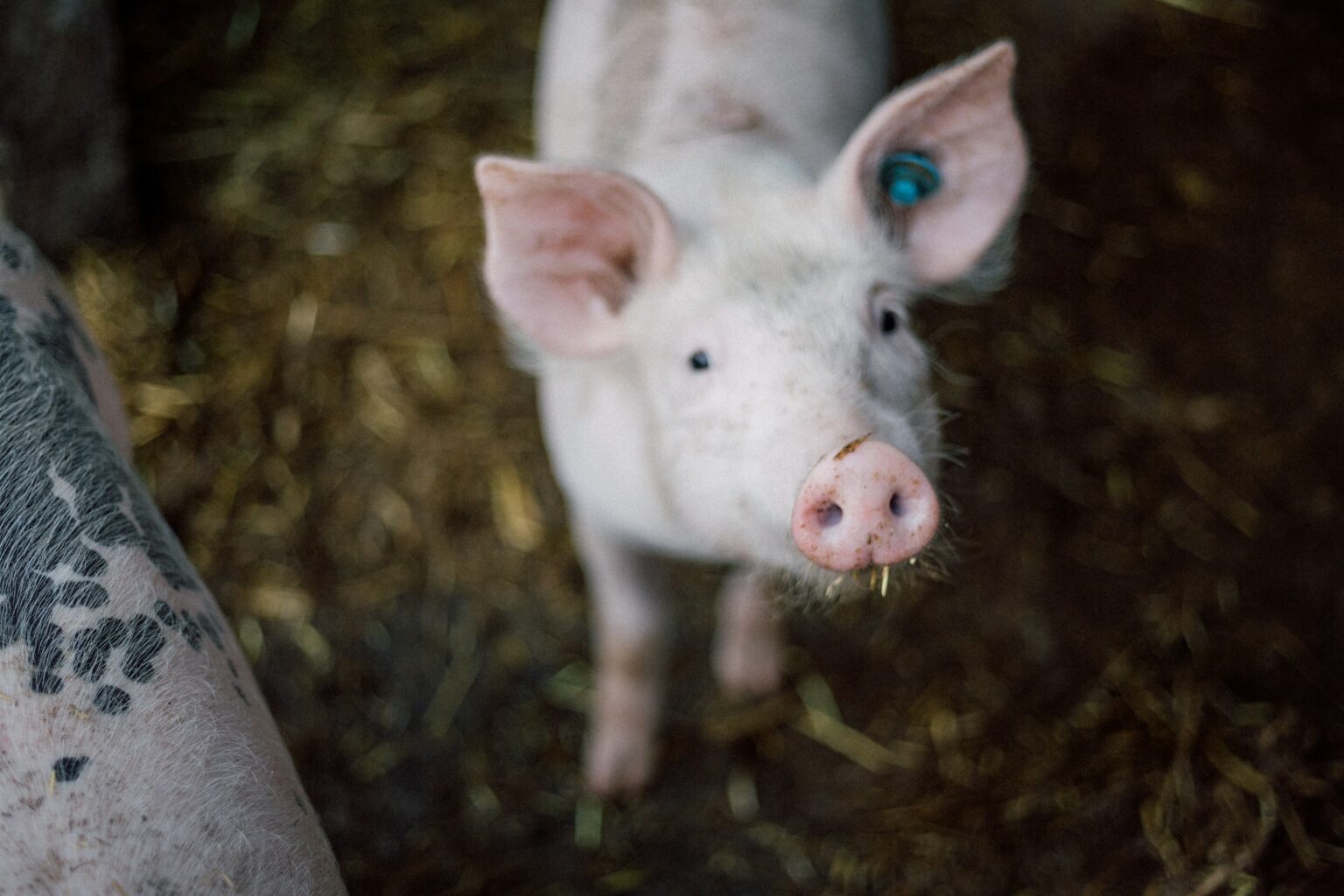 20 Smartest Animals in the World - Which One Has Highest IQ?