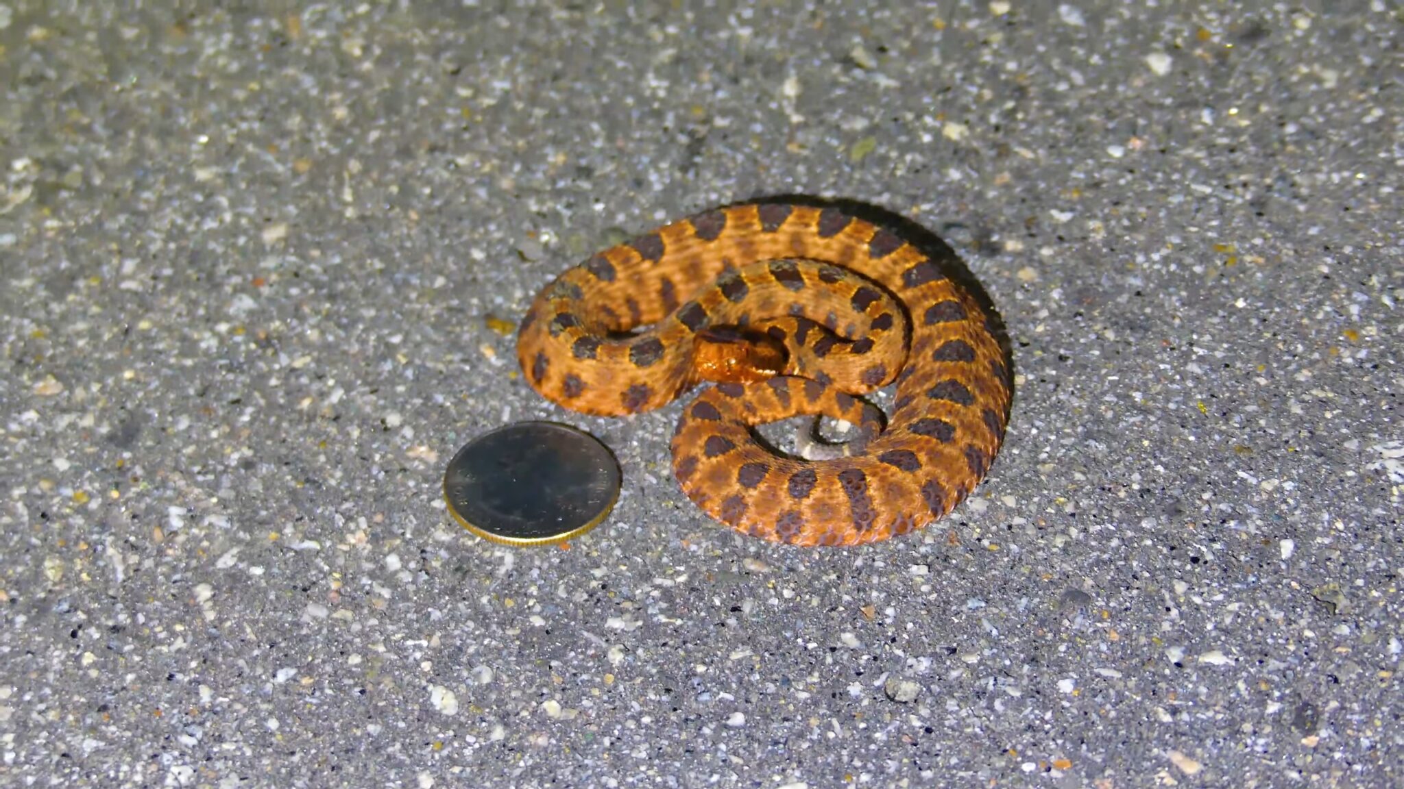 North Carolina - Snake Season is Here: Learn How to Stay Safe and ...