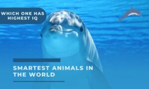 20 Smartest Animals in the World - Which One Has Highest IQ?