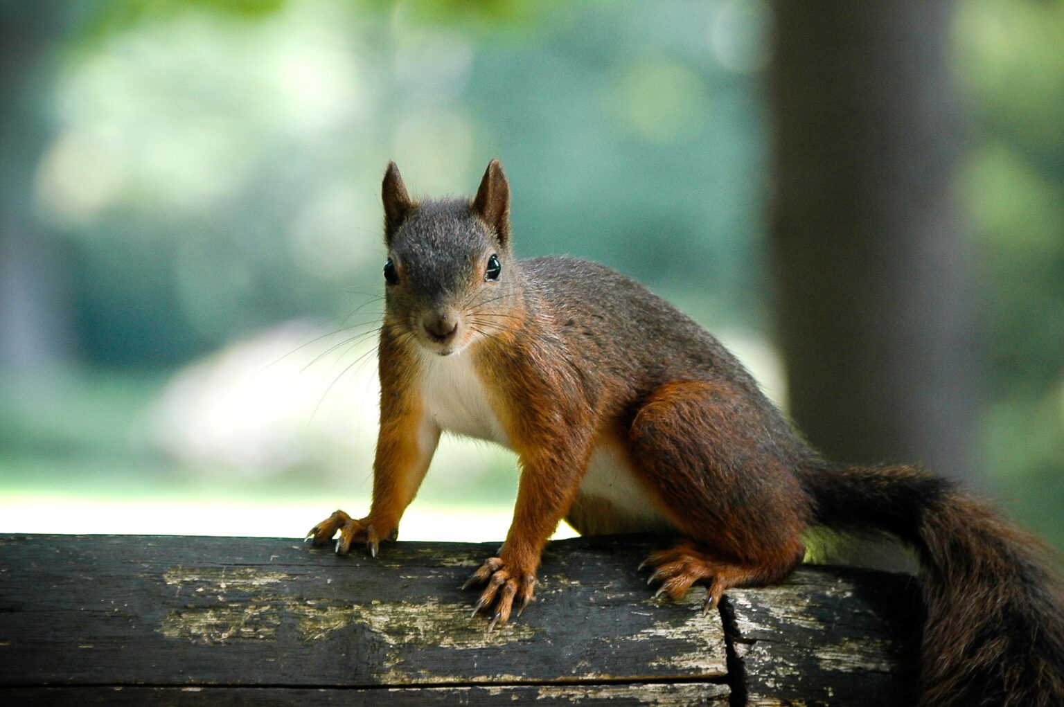 20 Smartest Animals in the World - Which One Has Highest IQ?