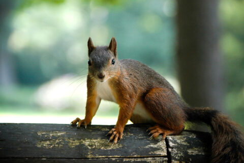 20 Smartest Animals in the World - Which One Has Highest IQ?