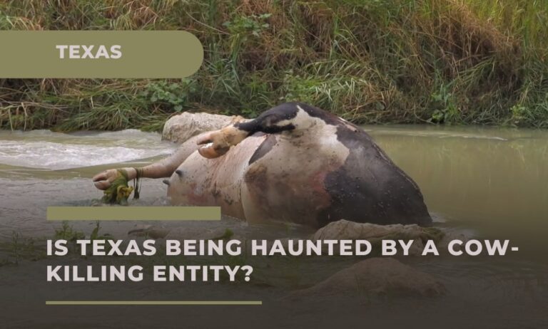 Is Texas Being Haunted by a Cow-Killing Entity? The Truth Unveiled