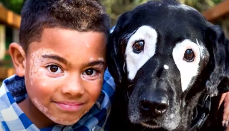 Why Is My Dog’s Lip Turning Pink? Uncovering the Mystery