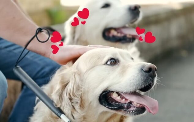 Why Is My Dog’s Lip Turning Pink? Uncovering the Mystery