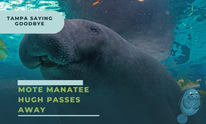 Tampa Saying Goodbye to a Beloved Friend: Mote Manatee Hugh Passes Away