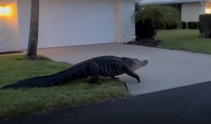 Florida Alligator Encounters: What Not to Do on National Alligator Day