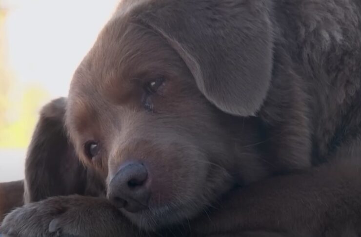 Why Is My Dog’s Lip Turning Pink? Uncovering the Mystery