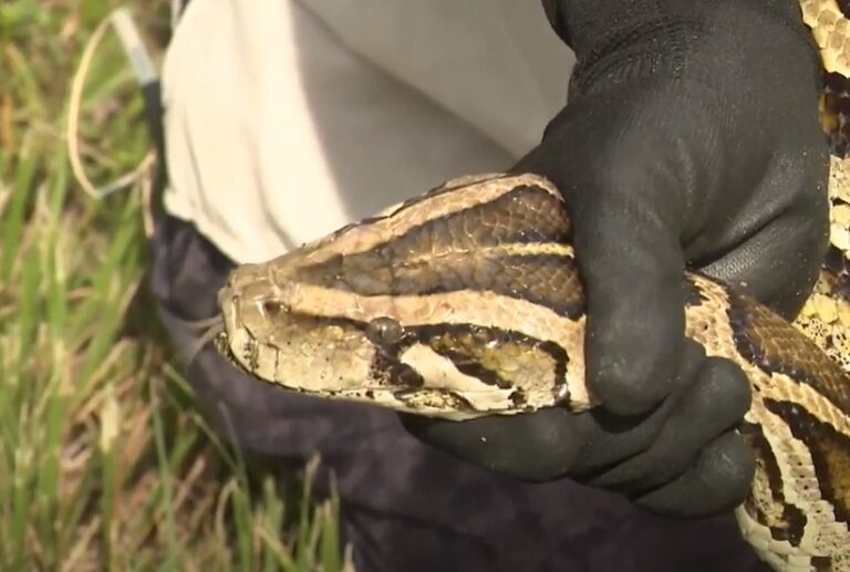 Florida Governor DeSantis Declares War on Invasive Snakes: Join the ...