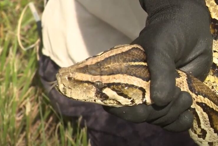 Florida Governor DeSantis Declares War on Invasive Snakes: Join the ...