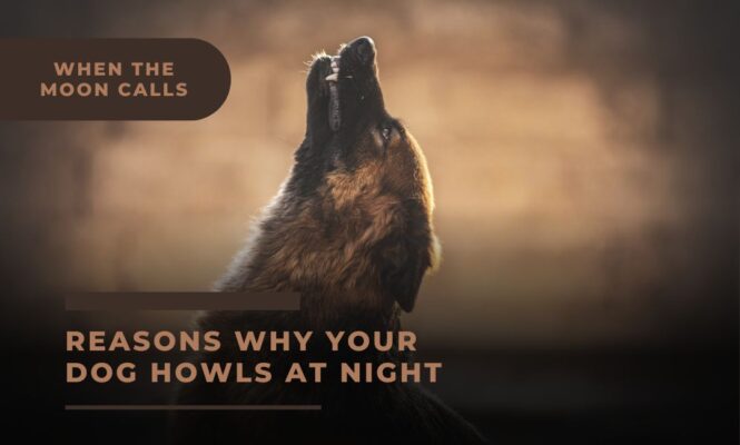12 Reasons Why Your Dog Howls at Night: When The Moon Calls