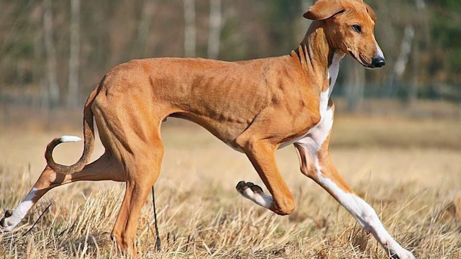 15 Most Rarest Dog Breeds in World 2024: Beyond the Ordinary