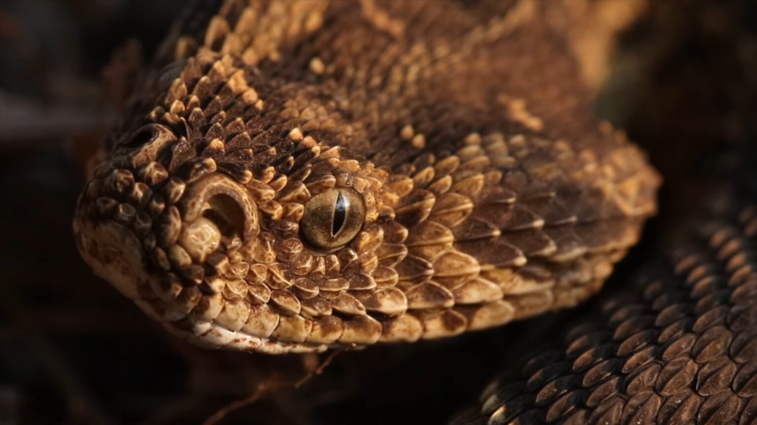 Florida Python Invasion: Unmasking the Potential Threat of 7 Deadly Exotics