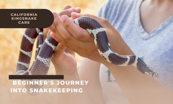 California Kingsnake Care 101: A Beginner's Journey into Snakekeeping