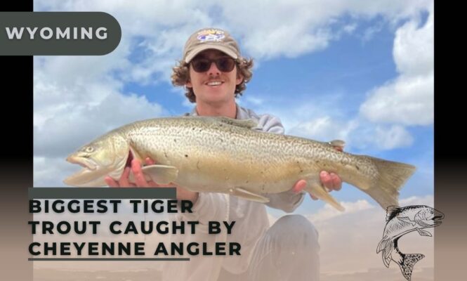 A New Wyoming Record: Biggest Tiger Trout Caught by Cheyenne Angler - Southwest Journal