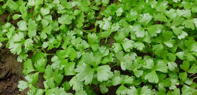 Is Celery A Good Source Of Fiber - The Health Benefits & Facts ...