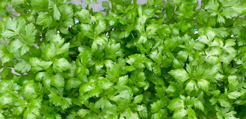 Is Celery A Good Source Of Fiber - The Health Benefits & Facts ...