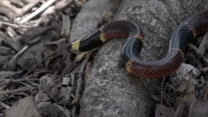 Texas Is Home to 4 Venomous Snake Species: Stay Safe and Informed
