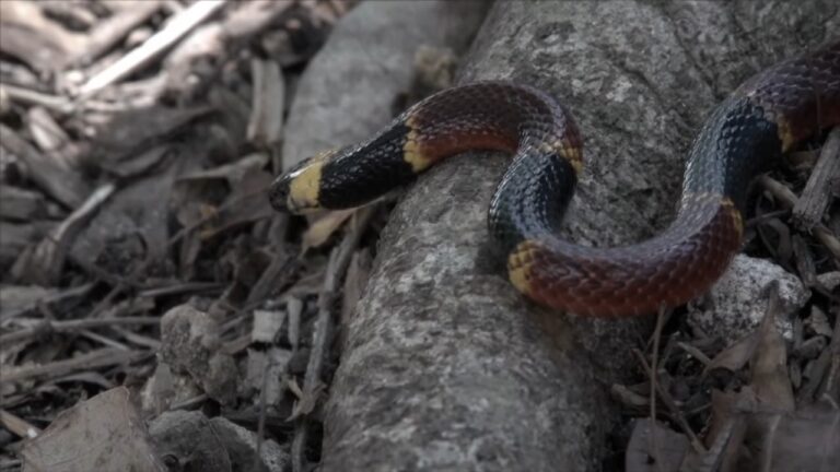 Texas Is Home to 4 Venomous Snake Species: Stay Safe and Informed