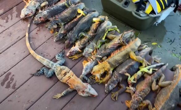 Florida Iguana Hunting: An Unconventional Solution to an Unusual Problem
