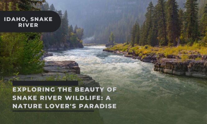 Idaho - Exploring the Beauty of Snake River Wildlife: A Nature Lover's ...