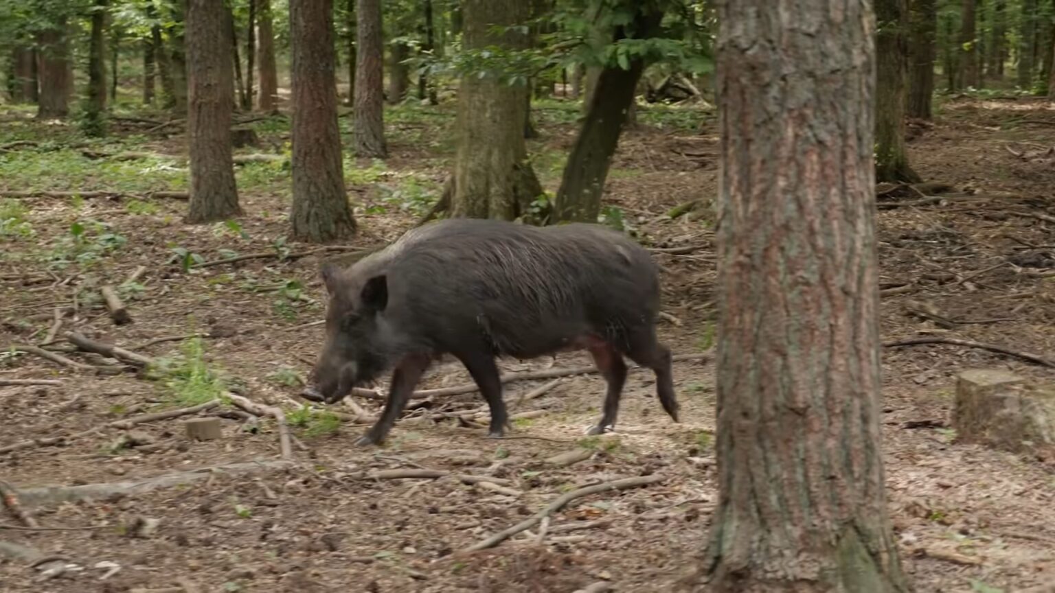 Southwest Florida Top Invasive Species: Giant Snails Take the Spotlight