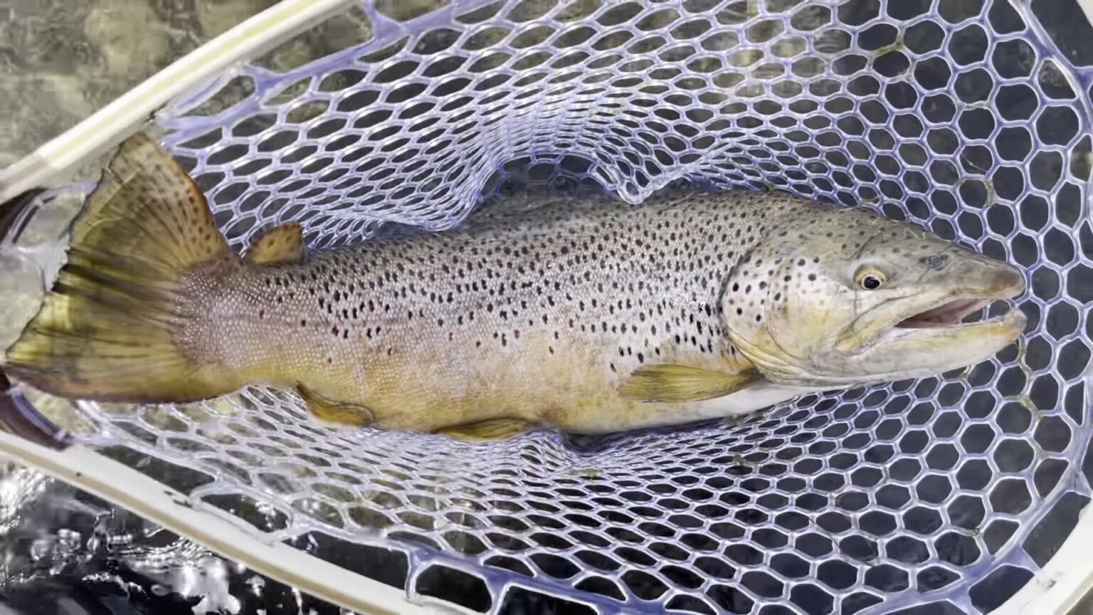 A New Wyoming Record: Biggest Tiger Trout Caught by Cheyenne Angler - Southwest Journal