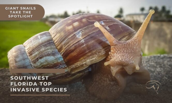 Southwest Florida Top Invasive Species: Giant Snails Take the Spotlight