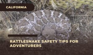 California Hiking: Rattlesnake Safety Tips for Adventurers