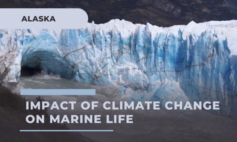 Alaska Unique Marine Life: The Impact of Climate Change