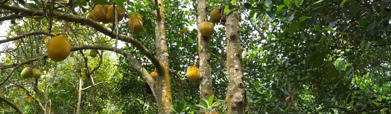 Jackfruit's Health Benefits - How to Prepare it - Southwest Journal