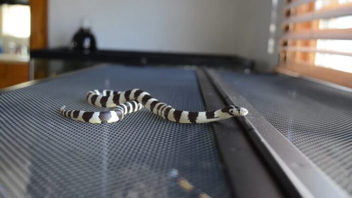 California Kingsnake Care 101: A Beginner's Journey into Snakekeeping
