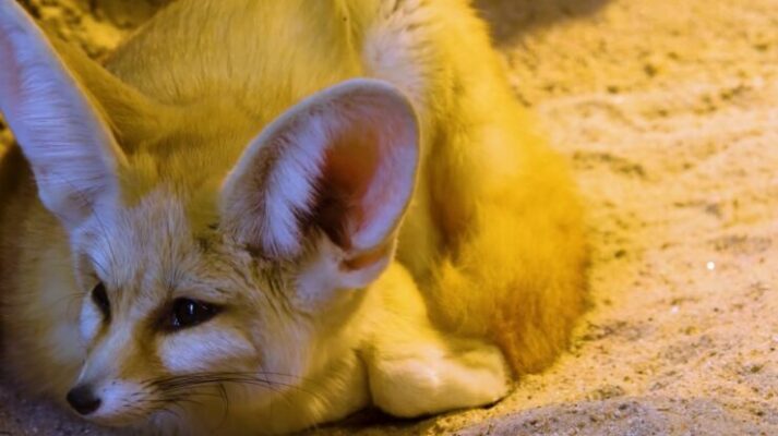 Pennsylvania Tallest Waterfall: Experience the Majesty of Raymondskill ...