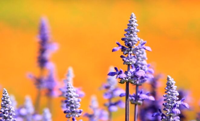 Top 10 Hummingbird-Friendly Flowers: Transform Your Garden into a Haven