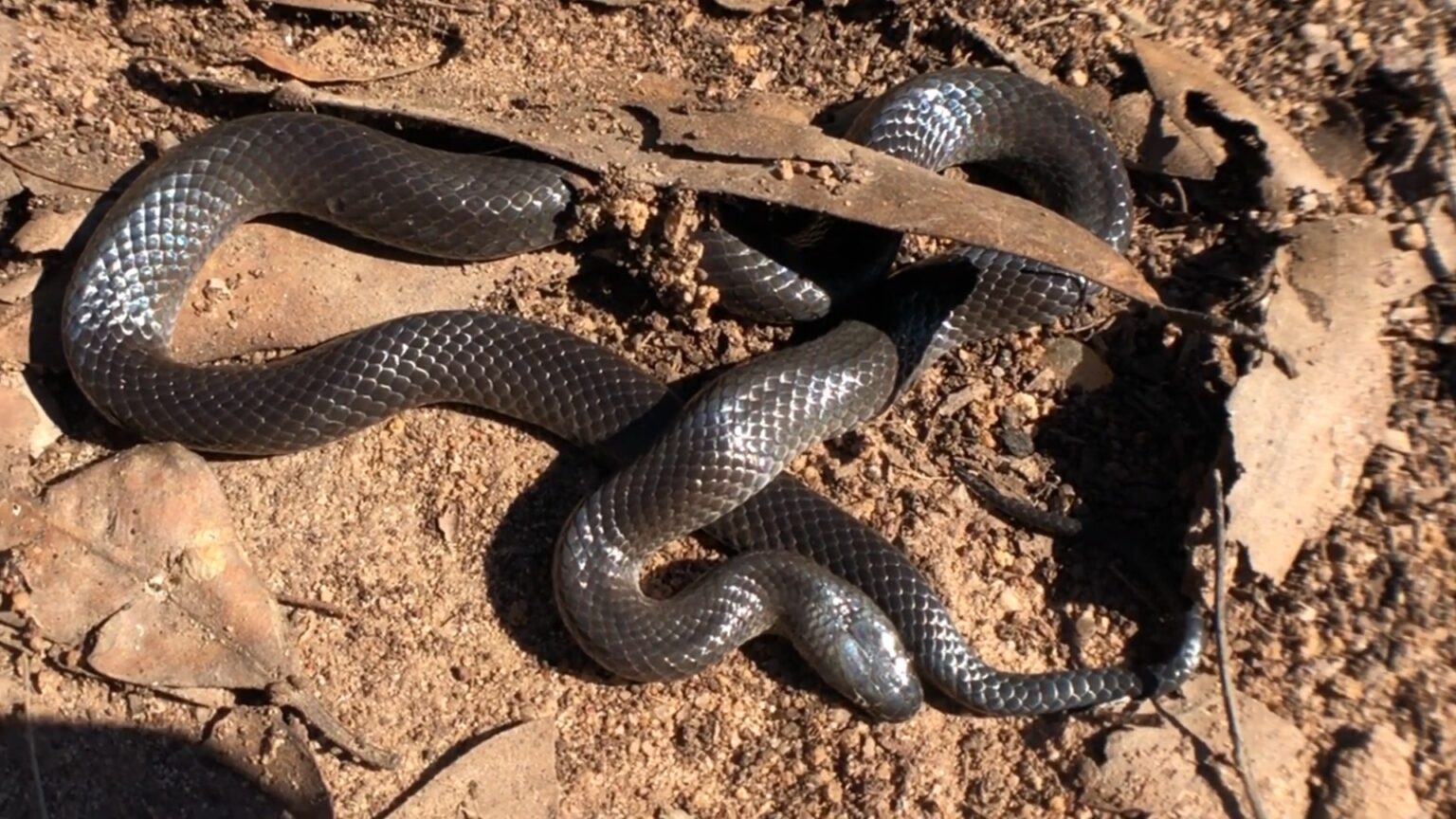 12 Most Venomous Snakes In Australia 2024: Face-to-Face with Danger