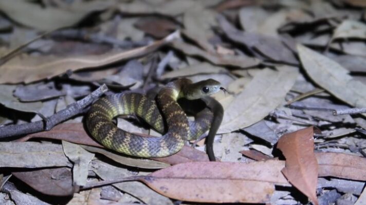 12 Most Venomous Snakes In Australia 2024: Face-to-Face with Danger