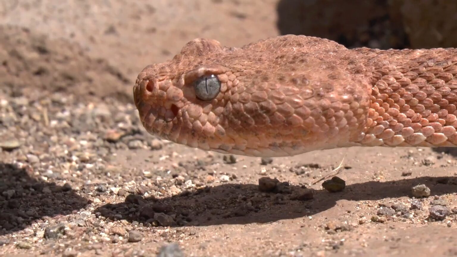 California Hiking: Rattlesnake Safety Tips for Adventurers