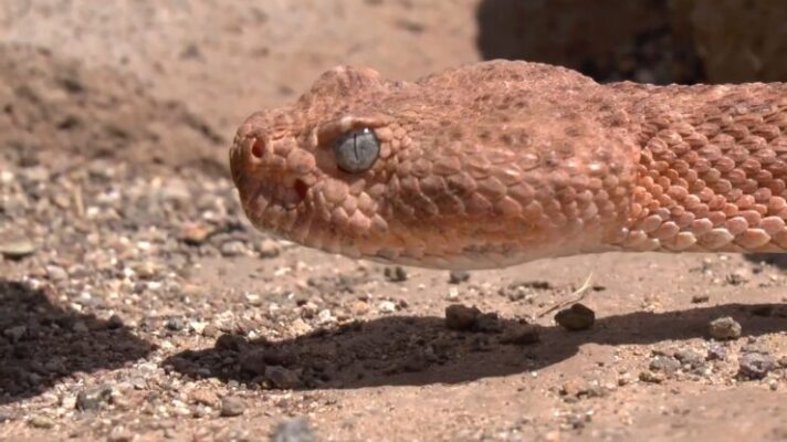 California Hiking: Rattlesnake Safety Tips for Adventurers