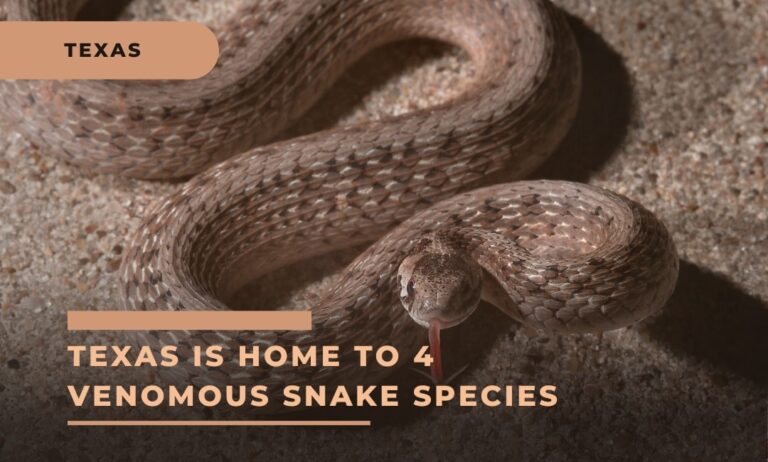 Texas Is Home to 4 Venomous Snake Species: Stay Safe and Informed