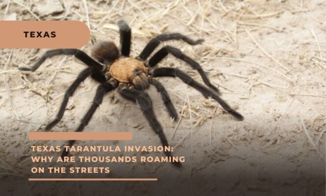 Texas Tarantula Invasion - Thousands Roaming On The Streets