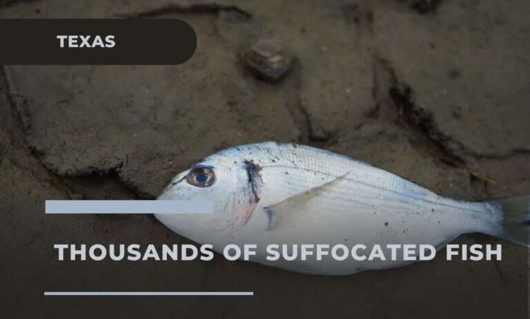 Texas Beach Transforms into a Morbid Scene with Thousands of Suffocated ...