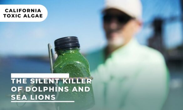 California Toxic Algae: The Silent Killer of Dolphins and Sea Lions