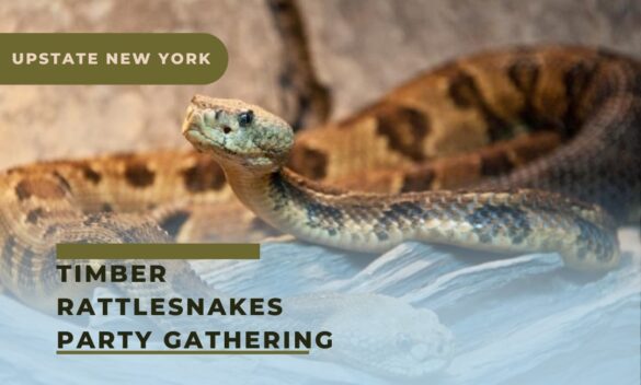 Upstate New York - Timber Rattlesnakes Party Gathering
